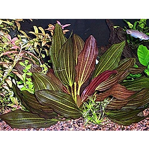 Florida 10 Species Live Aquarium Plants Bundle
