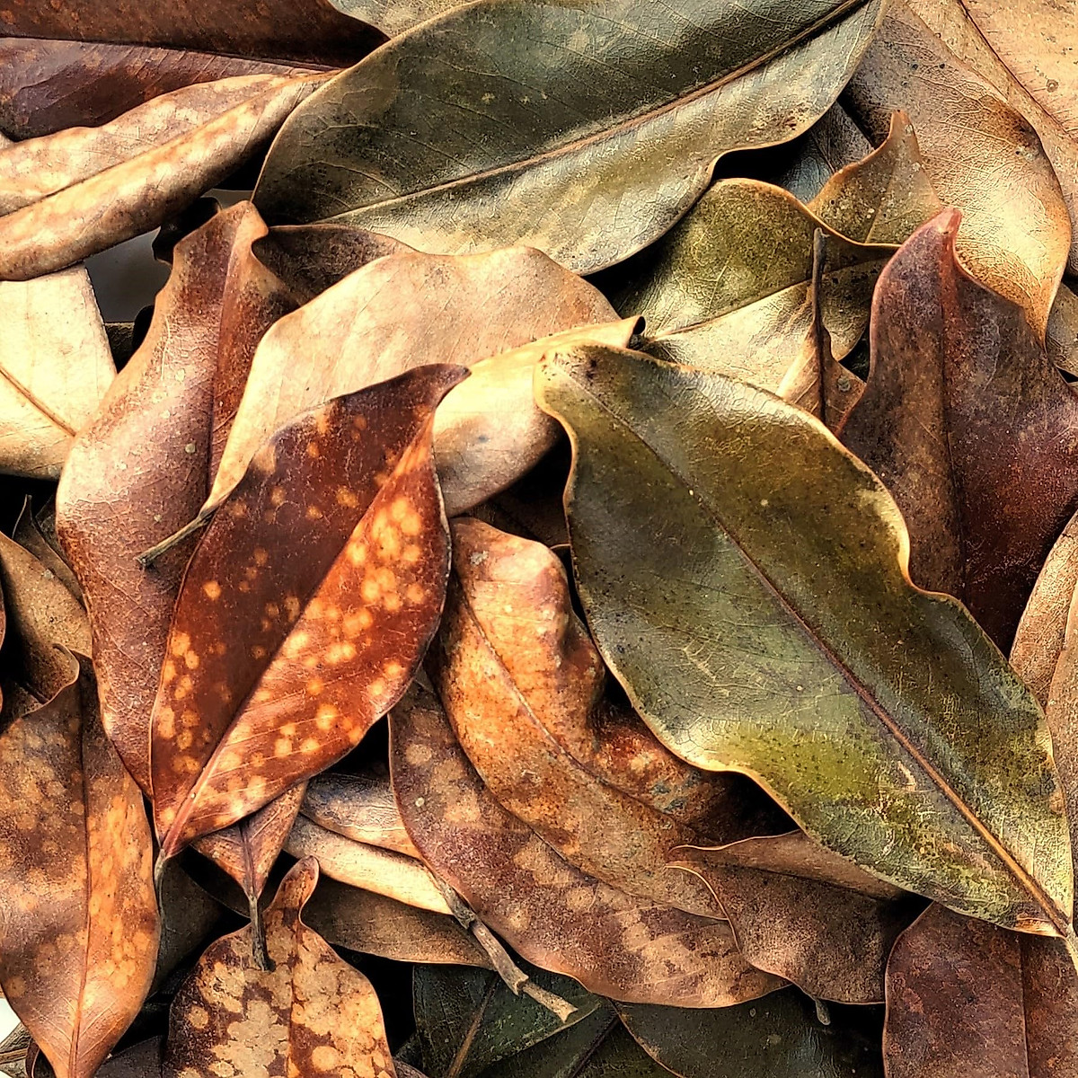 Magnolia Leaf Litter, 30-35 Premium Whole Natural Organic Hand Picked Leaves for Bioactive Enclosures, Reptiles, Amphibians