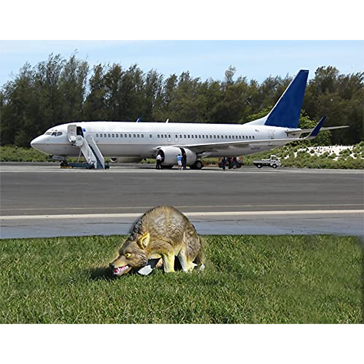 Bird-X 3D Coyote Decoy, Lifelike Predator Replica, Coyote Decoy with Moving Tail and Realistic Markings, Easy to Install, Covers up to 1 Acre of Land, 32" x 8" x 30"