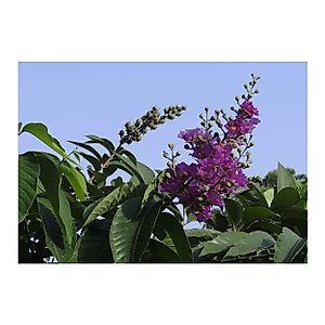 20 Seeds Lagerstroemia Indica Purple Blooms Crepe/Crape Myrtle Small Tropical Tree Shrub Seeds Zones 8+ OR Container Gardening Bonsai