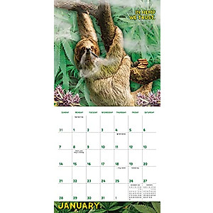 Stoner Sloths 2024 Wall Calendar, 16-Month Humor & Comic Calendar, 12" x 12"