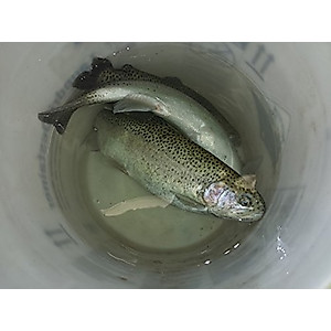 Aquaponics Auto Bell Siphon Kit 6" Media or Smaller Grow Bed Mini Garden! Great For Half 5Gal Dutch Buckets, Over 7000 Siphons Sold