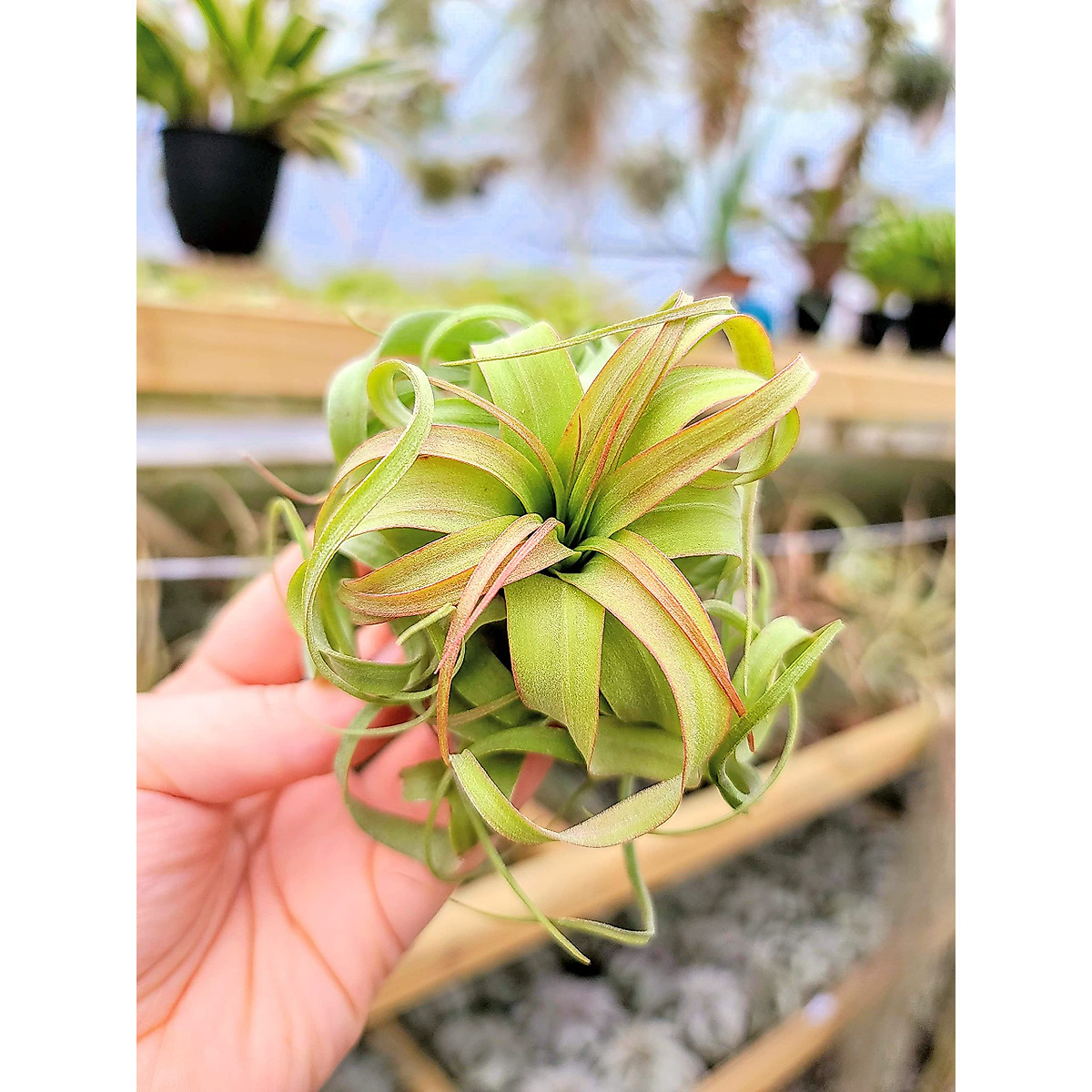 Small Air Plants - 1 Streptophylla Hybrid - 2 to 4 Inch Air Plant - Color & Form Varies by Season - 30 Day Guarantee on Tillandsia from The Drunken Gnome (1, Small 2-4")