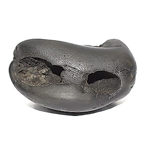 Rudrakshguru TriVikrama Shaligram - Gandaki River Nepal