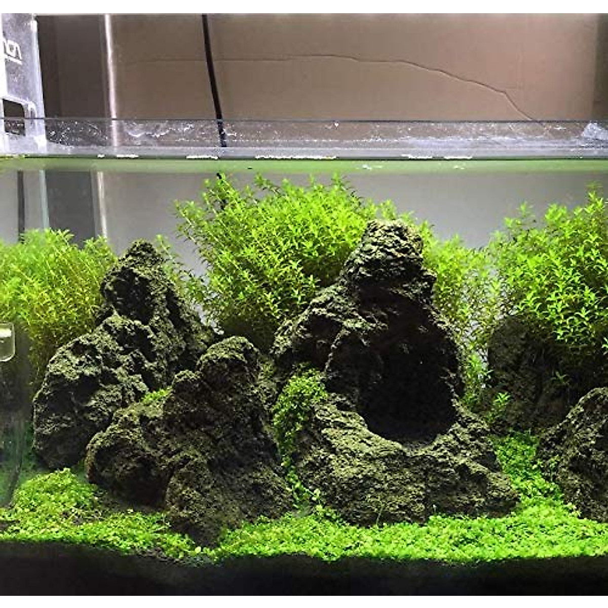 Pearlweed Bundle Micranthemum Micranthemoides Freshwater Carpet Live Aquarium Decorations Aquatic Plants for Fish Tank