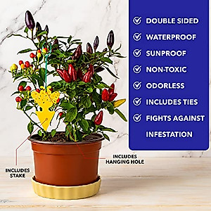 Fungus Gnat Sticky Traps For Plants. 16 Pack Gnat Traps with Ties. Yellow Sticky Traps for Gnats, Bugs, Flying Insects. Outdoor Gnat Killer For House. Knit Sticky Fruit Fly Traps for Indoor Houseplant