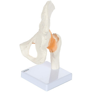 Axis Scientific Life Size Human Hip Bone Anatomy Model – Premium Hip Joint Anatomy Model for Medical Students with Flexible Ligaments and Bony Landmarks – Includes Base, Includes Product Manual