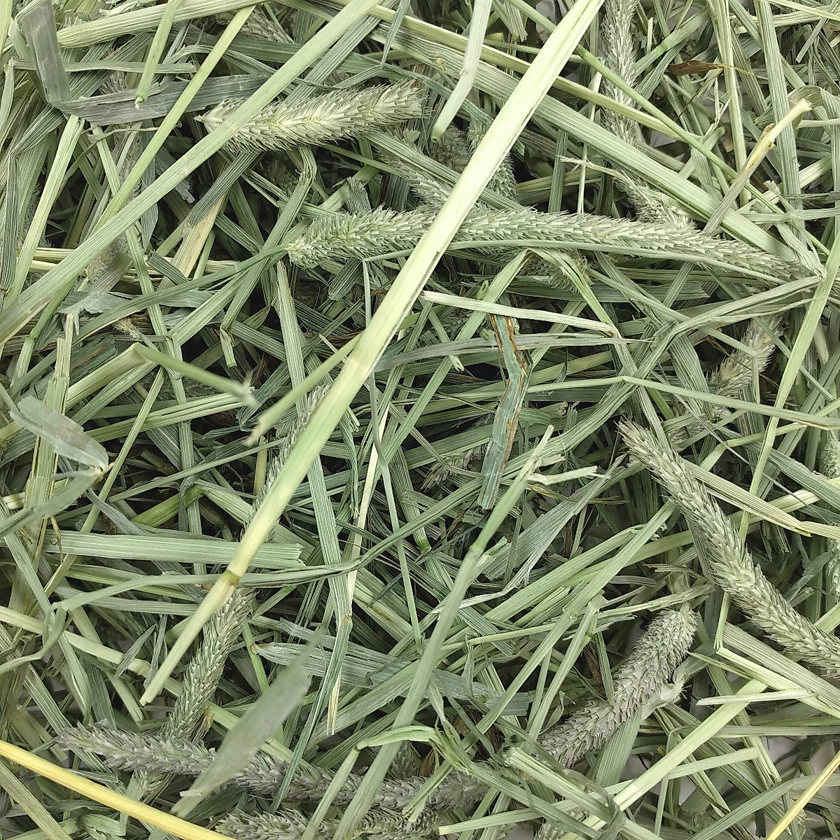 Oxbow Animal Health Western Timothy Hay - All Natural Hay for Rabbits, Guinea Pigs, Chinchillas, Hamsters & Gerbils - 50 lb. Bulk Size