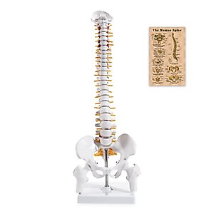 Winyousk Medical Spine Model, 1/2 Life Size Anatomical Human Spine Model, Flexible Spine Model for Hospital, School, Biological Laboratory