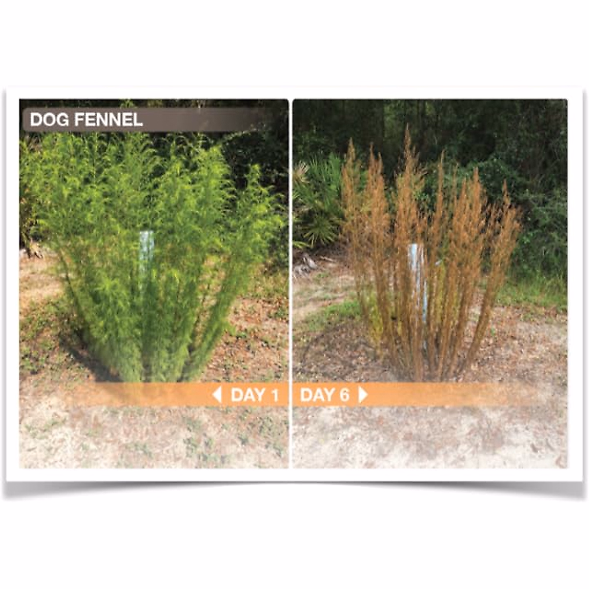 Lonarch Weed & Grass Killer (32 Ounce Concentrate) Eco-Friendly Solution - Safe for Pets, People, and Wildlife…