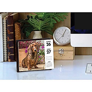 Just Dachshunds 2021 Box Calendar (Dog Breed Calendar)