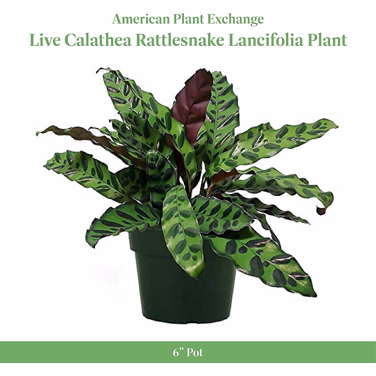 American Plant Exchange Calathea Rattlesnake with Stylish Pot Cover, Live Indoor Houseplant, 6-Inch Pot, Long Leaf Prayer Plant, Pet Safe, Tropical Houseplant for Home & Garden Décor