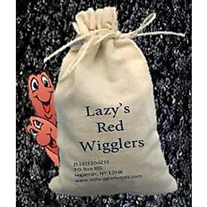 2000 Count Red Wigglers - Composting Worms - Eisenia Fetida