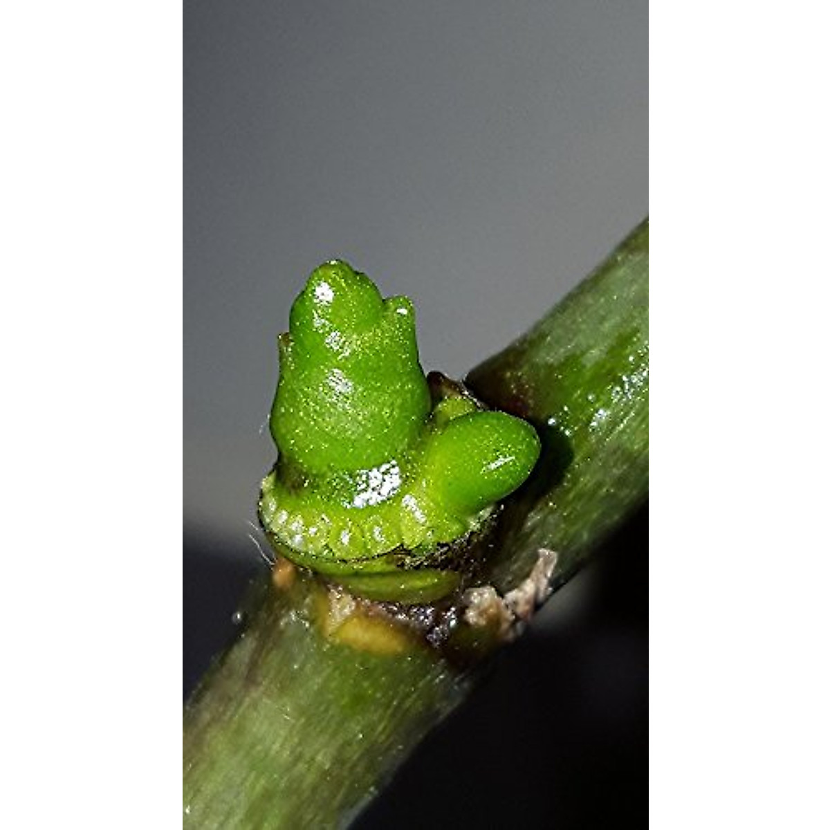 ELIT Orchid CLON+ Cytokinin Keiki Cloning Paste for Burgeon Awakening - Bloom Booster with Vitamins B1 and B6 (1.5 ml)