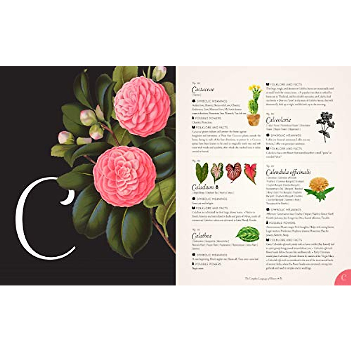 The Complete Language of Flowers: A Definitive and Illustrated History (Volume 3) (Complete Illustrated Encyclopedia, 3)