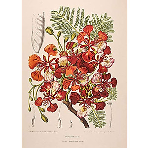 Poinciana Regia [Royal Poinciana]