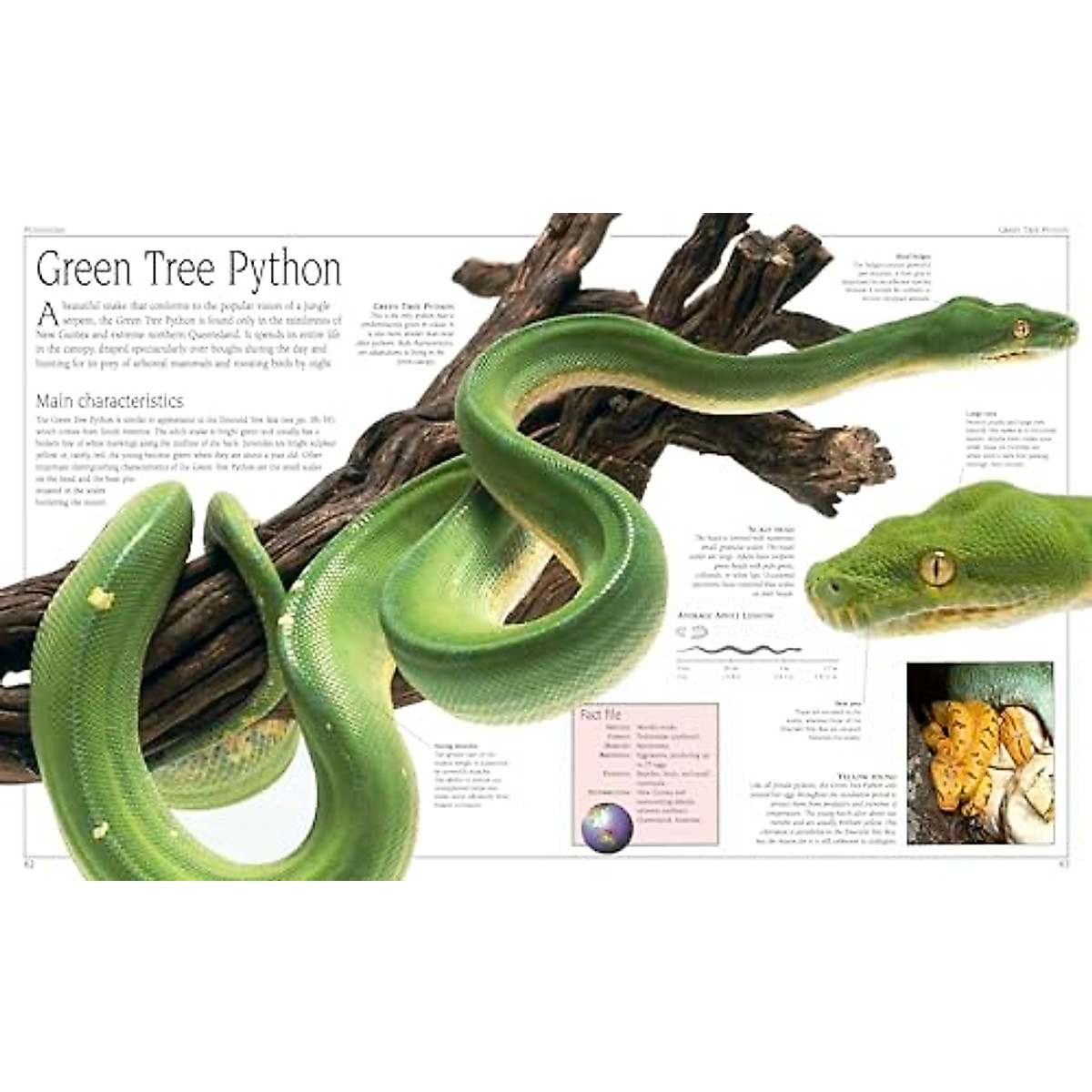 Snake: The Essential Visual Guide