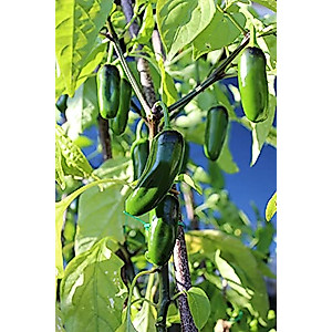 Green Jalapeno Plant - Three (3) Live Plants - Each 75 Days Old - Not in Pots - Hot Pepper Range Between 2,500 and 8,000 SHU for Planting in Your Organic Garden