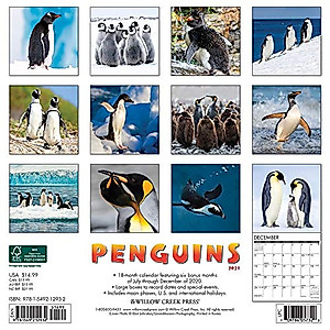 Penguins 2021 Wall Calendar