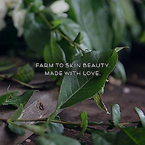 Farmstead Apothecary 100% Natural Anti-Aging Face Cream with Jojoba Oil, 4 oz (Unscented)