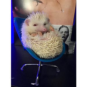 Hedgehog Chair Mini Plastic Swivel Seat Small Animal Toys Habitat Decor Cage Accessories Hedgehog Supplies Photo Props Chair Toy for Hedgehog,Bird,Parrot,Mouse,Chinchilla, Rat,Gerbil,Dwarf Hamster