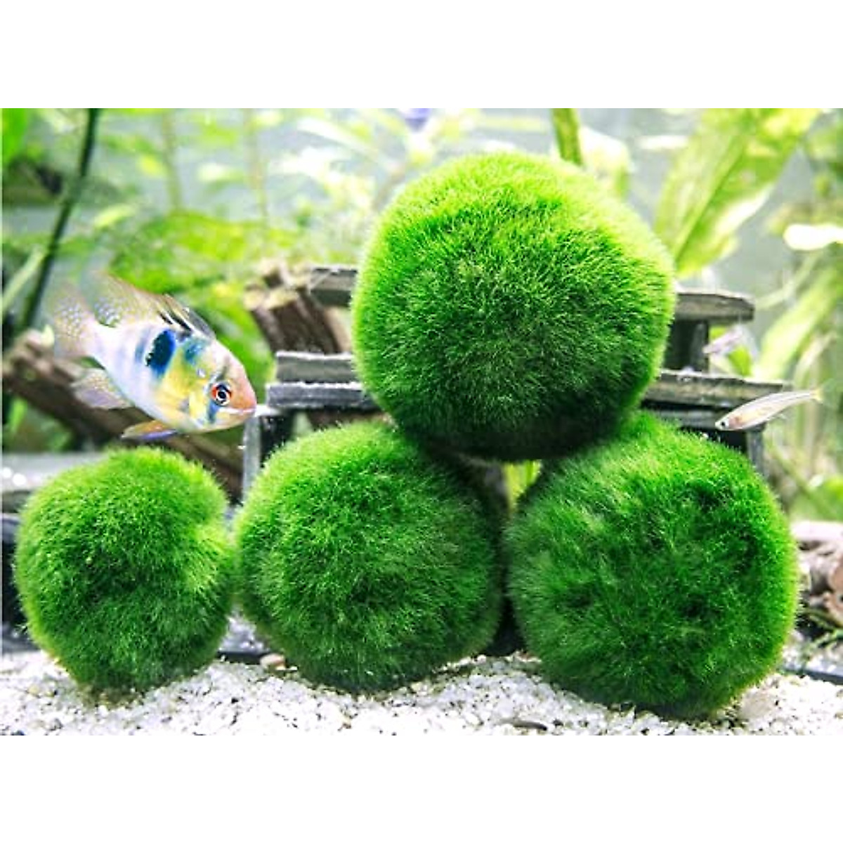 Decorative Balls for Fish Tank Water Grass Moss Live Aquarium Plant Aquatic Plant Ornament 4pcs(3.5cm/1.37in) Free Fish Tank Decoration Stone 8PCS