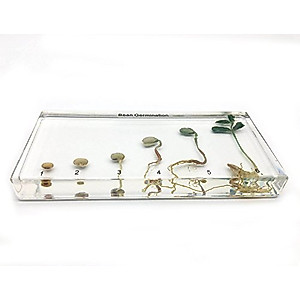 Bean Germination in Acrylic Block Lifecyle of Bean Biology Science Classroom Specimens (Bean Germination)