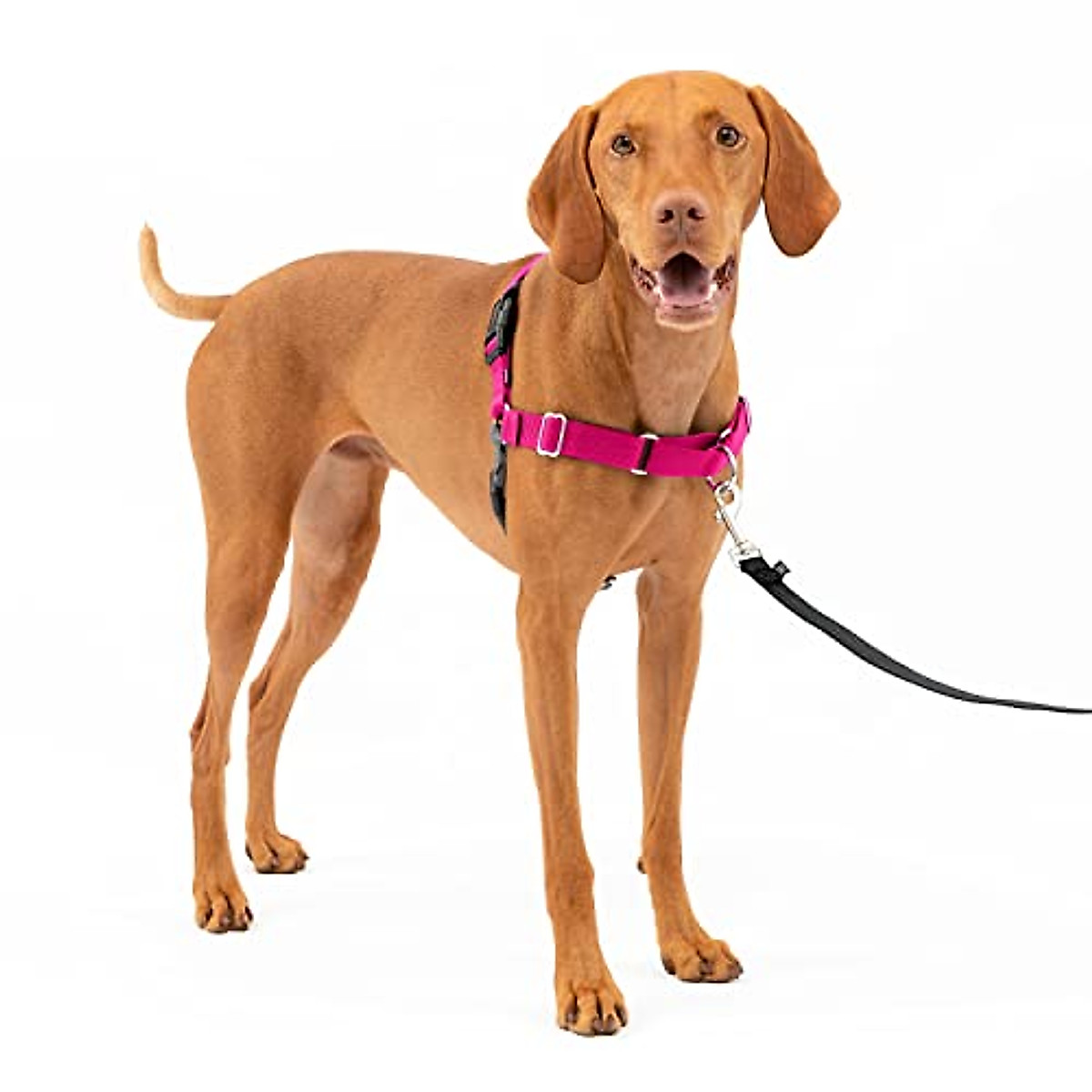 PetSafe Easy Walk Dog Harness, No Pull Dog Harness, Raspberry/Gray, Medium & Nylon Dog Leash - Strong, Durable, Traditional Style Leash with Easy to Use Bolt Snap - 3/4" x 6', Raspberry Pink