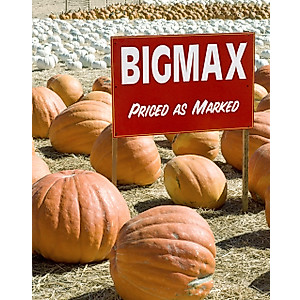 20 Big Max Pumpkin Seeds for Planting - Heirloom Non-GMO USA Grown Premium Vegetable Seeds for Planting - Grows Big Giant Pumpkins up to 100 lbs! Grown for Pies and Halloween Jack O Lanterns