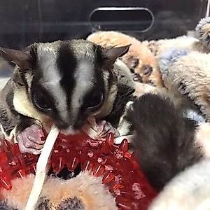 Polar Bear's Pet Shop 1 Pcs Family Pack Fish Flavor Sugar Glider Hamster Squirrel Chinchillas Small Animals Sandwich Snacks and Food (120g)