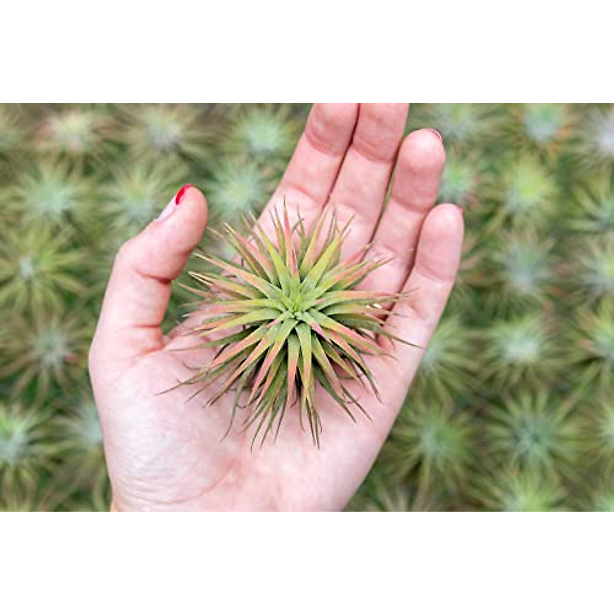 Air Plants Ionantha Mexican - Colors and Shape Varies Due to Seasonality-Live Tillandsia Succulent House Plants - Available in Wholesale and Bulk - Home and Garden Decor-Easy Care Plants (Pack of 5)