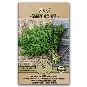 Gaea's Blessing Seeds - Dill Seeds - Mammoth Long Island - Non-GMO Seeds with Easy to Follow Instructions - Heirloom 88% Germination Rate Net Wt. 3.0g