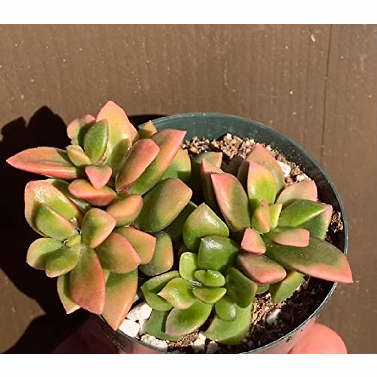 CTS AIR PLANTS Anacampseros Sunrise Succulents Small Cluster Anacampseros Telephiastrum Variegata