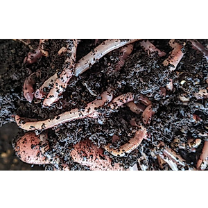 Brothers Worm Farm 1/2 Lb European Nightcrawlers Live Worms for Fishing & Composting (~150 Count). Larger Than Red Wigglers and Great Worms for Fishing, Composting, & Gardens