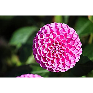 300+ Mix Dahlia Seeds Compound Petals Multi-Color, Beautiful Annual Outdoor Garden Potted Plants Non-GMO Dahlia for Planting Dahlia Pinnata Seeds