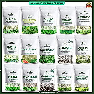 Gilead Herbals Moringa Seeds - 1000+ Seeds Approx.- Wingless Seeds - PKM1 Variety - 8 Oz - Snacking - Planting - Moringa Oleifera Seeds - Malunggay - Semillas De Moringa - Drumstick - Non-GMO