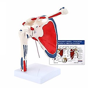 HINGONS Shoulder Joint Model with Muscle, Life Size Human Anatomical Shoulder Ligament Model for Patient Science Education and Anatomy Research (Includes a Base)