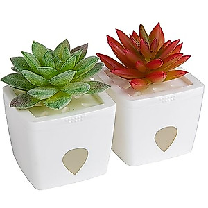 ZendoZones Fruit Fly Trap 2 Pack, Joyful Janet & Terrific Tabitha with White Base, Refillable and Reusable, Long-Lasting