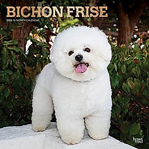 Bichon Frise | 2023 12 x 24 Inch Monthly Square Wall Calendar | Foil Stamped Cover | BrownTrout | Animals Dog Breeds DogDays