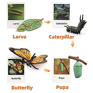 Montessori Life Cycle Learning & Education Toys, Plastic Insect Ladybug Monarch Butterfly Tadpole to Frog Kit Life Cycle Toys for Kids, Preschool Learning Activities for Toddlers