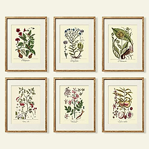 YUMKNOW Farmhouse Vintage Botanical Wall Decor - Unframed Set of 6, 11x14, Boho Cottegecore Plant Leaves Room Decor for Bathroom, Bedroom Art Posters Prints, Aesthetic Flower Pictures Office Kitchen