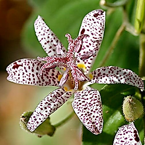 YEGAOL Garden 20Pcs Japanese Toad Lily Seeds Tricyrtis Hirta Seeds Exotic Non-GMO Perennial Deer Resistant Flower Seeds Indoor Bonsai Plant