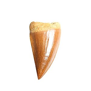 Real Mosasaurus Tooth Fossil - Authentic Dinosaur Tooth Specimen - Dey Designs Certificate of Authenticity