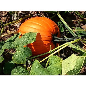 "Sugar Pie" Pumpkin Seeds for Planting, 20+ Heirloom Seeds Per Packet, (Isla's Garden Seeds), Non GMO Seeds, Non GMO Seeds, Botanical Name: Cucurbita Pepo, This Variety is for Making Pumpkin Pie!