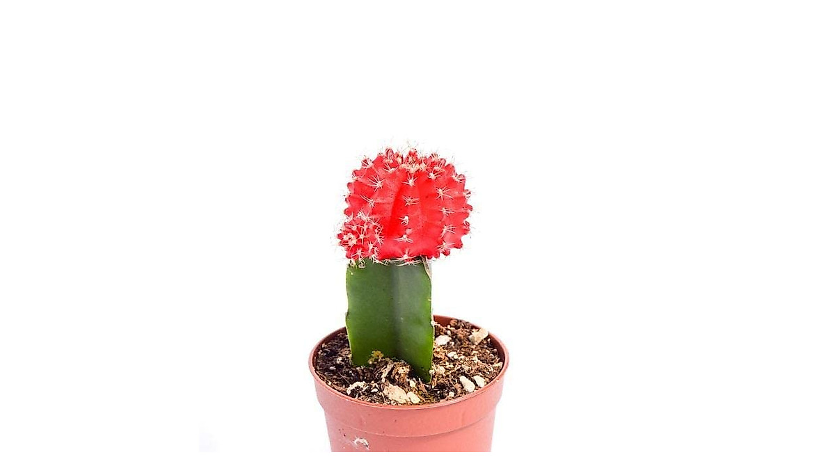 Buy 3-Inch Live Moon Cactus Plant - Red Graft