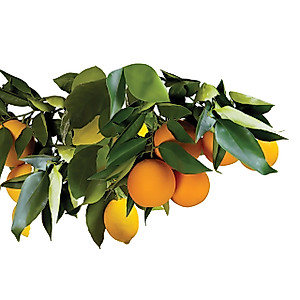 Jobe's, 01612, Fertilizer Spikes, Fruit and Citrus, Includes 15 Spikes, 12 Ounces, Brown