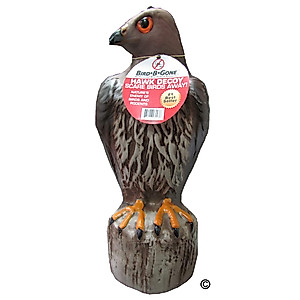 Bird B Gone Plastic Hawk Decoy to Scare Birds Away, Bird Deterrent Devices Outdoor, 16 Inch Fake Hawk Statue, Natural Bird Scarecrow for Garden