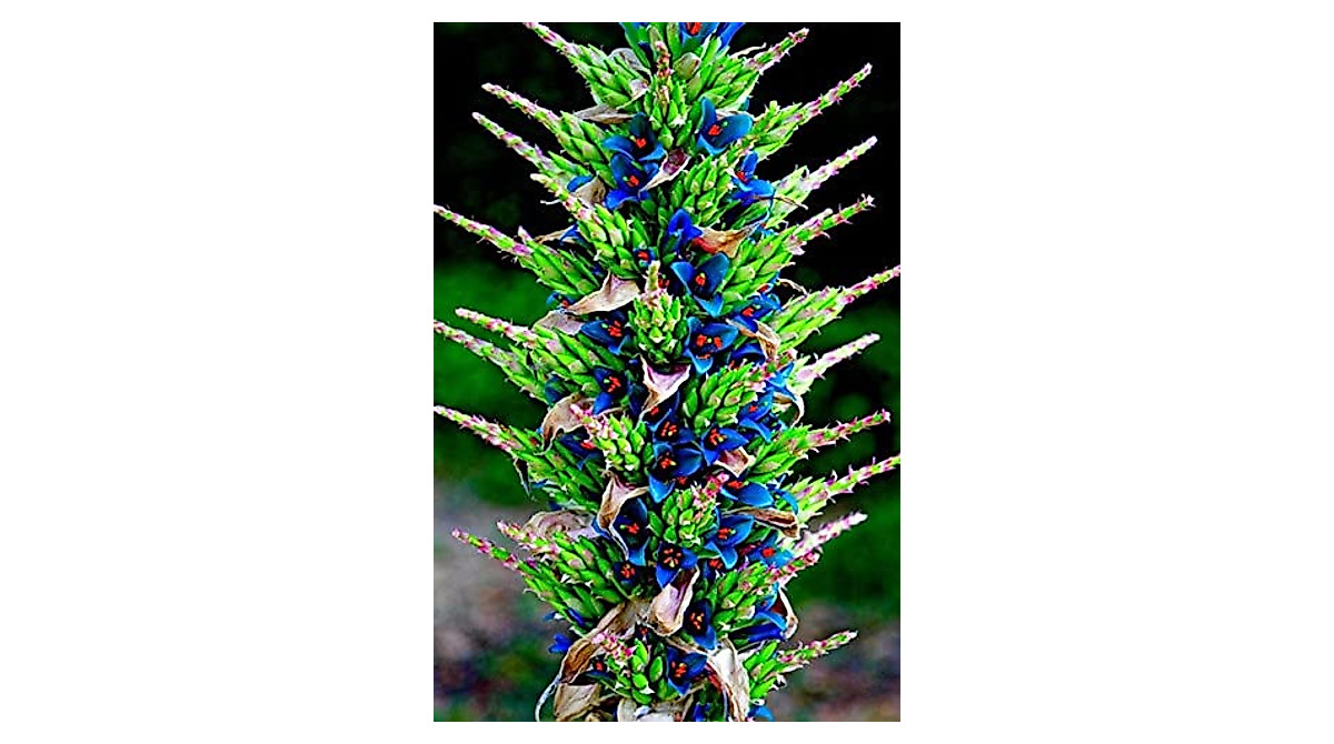 Rare Sapphire Tower Cactus Seeds - Grow Exotic Plants