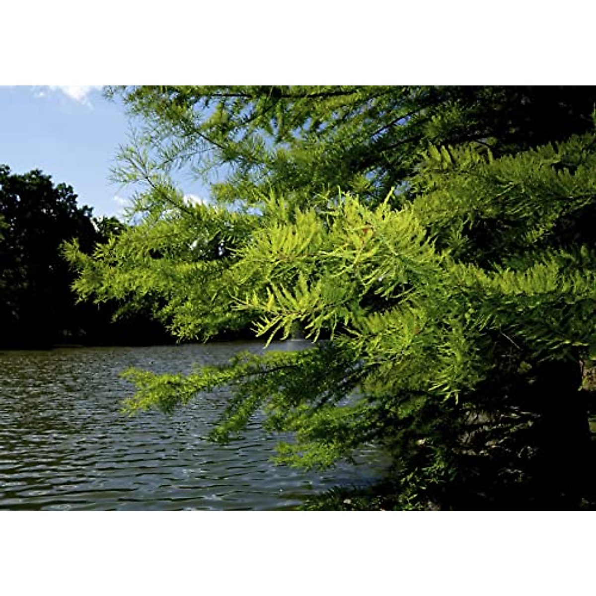 Bald Cypress | 10 Live Trees | Taxodium Distichum | Fast Growing Shade Tree Wet Tolerant