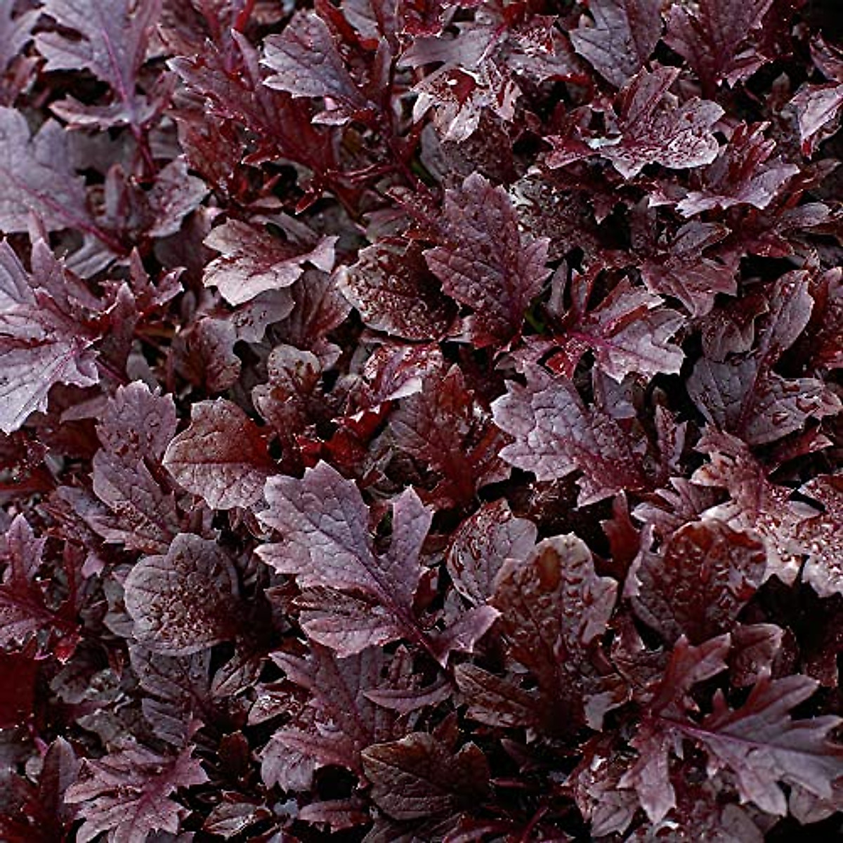 Mustard Seeds - Miz America - Hybrid - 2 g Packet ~856 Seeds - Non-GMO, F1 Hybrid - Asian Garden Vegetable & Herb Gardening